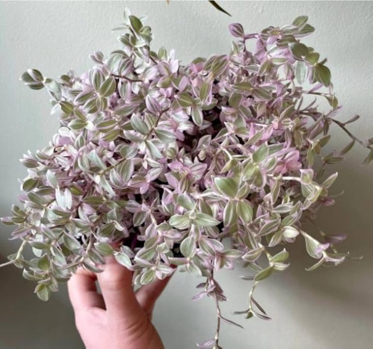 How to Care for Pink Lady Plant: 7 Simple Tips for a Thriving Beauty ...
