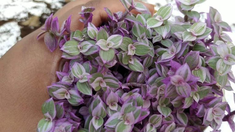 How to Care for Pink Lady Plant: 7 Simple Tips for a Thriving Beauty ...